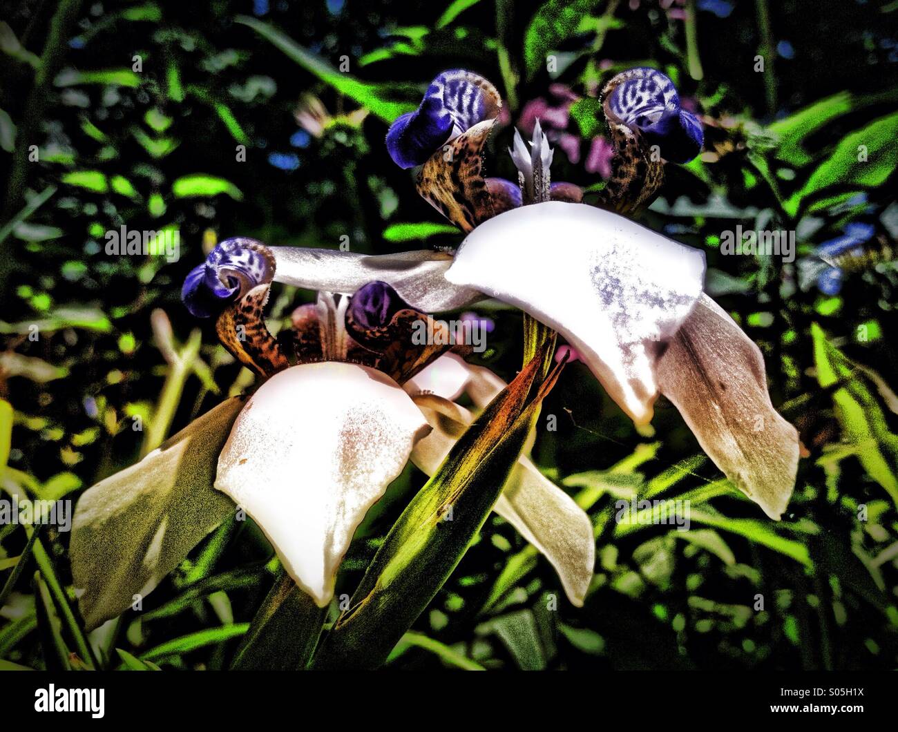 Walking iris hi-res stock photography and images - Alamy