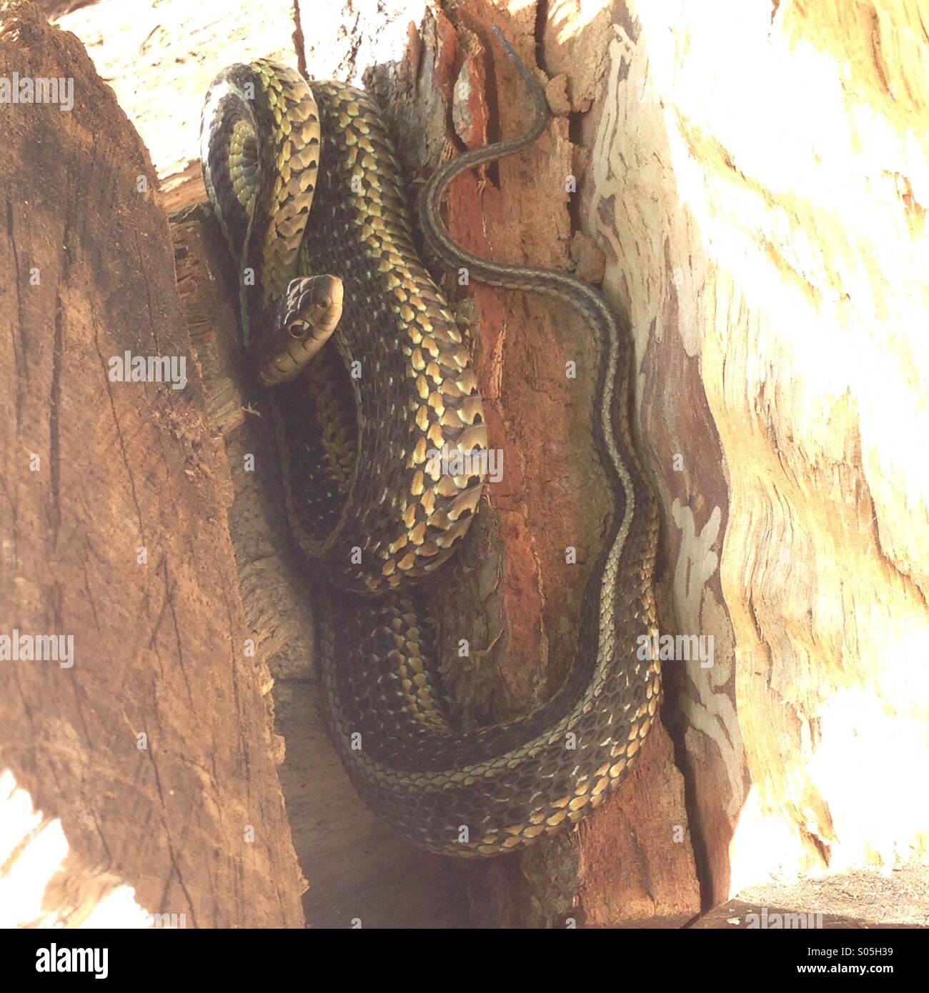 Snake in the sun hi-res stock photography and images - Alamy