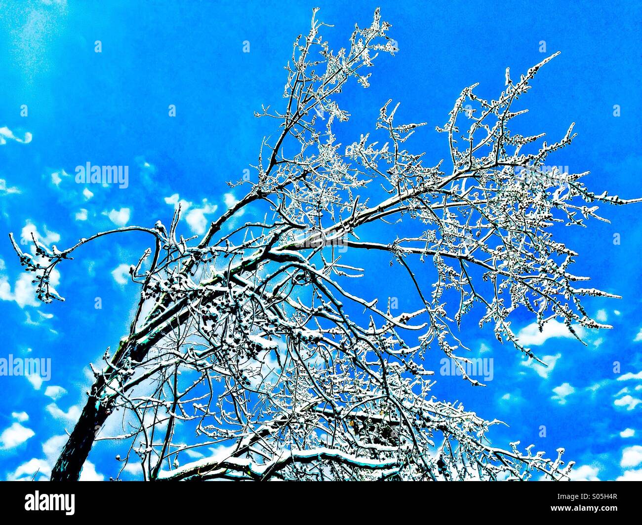 Ice frozen tree hi-res stock photography and images - Alamy