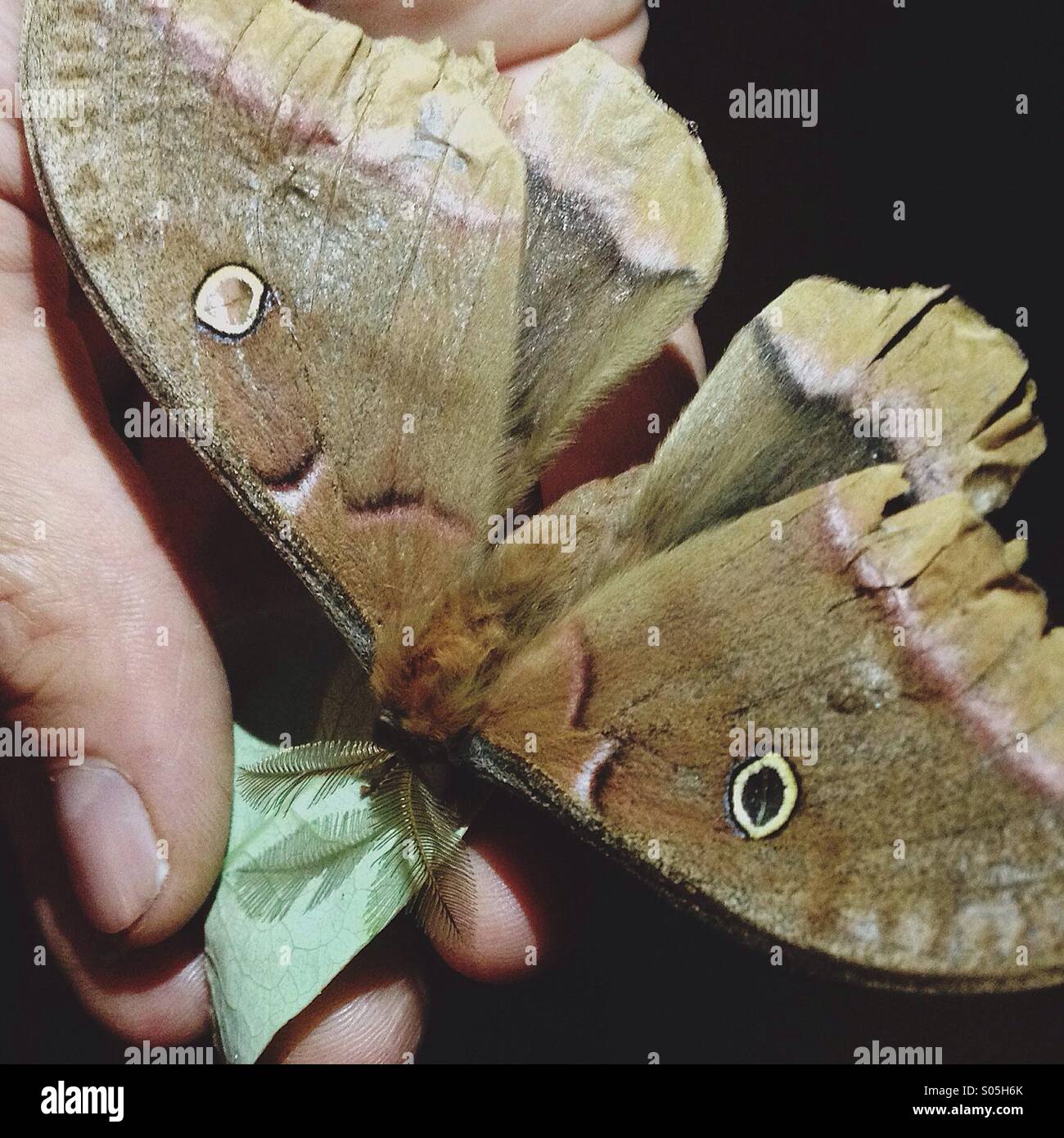 Man's hand with rescued injured Polyphemus moth at night Stock Photo ...