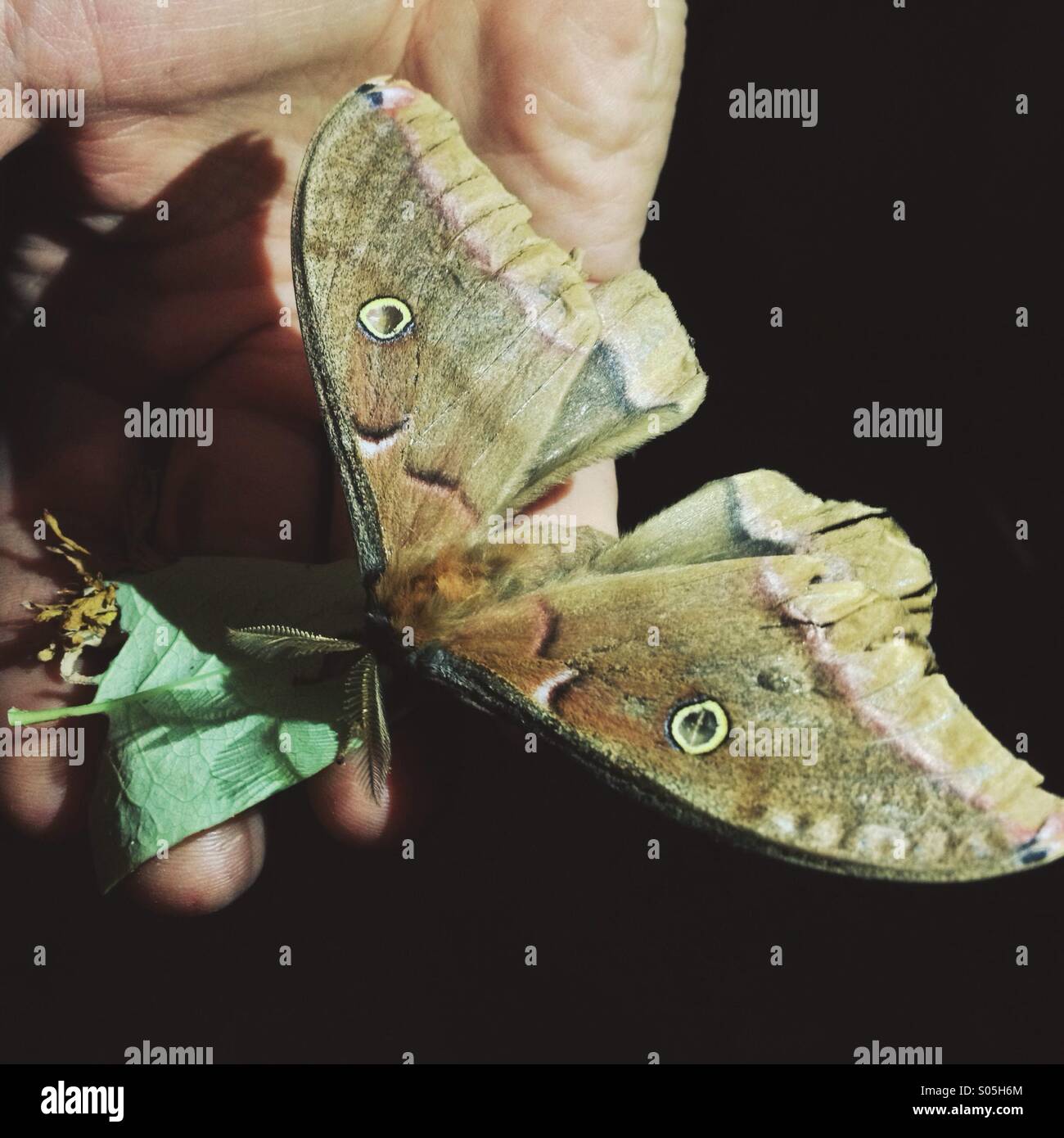 Man's hand with rescued injured Polyphemus moth at night Stock Photo ...
