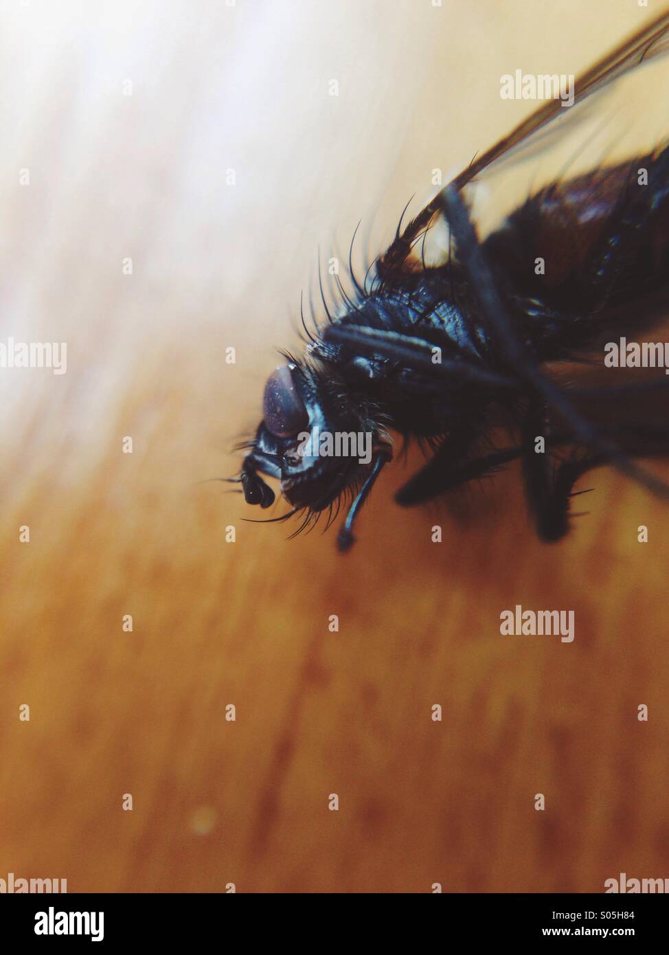 Dead fly hi-res stock photography and images - Alamy