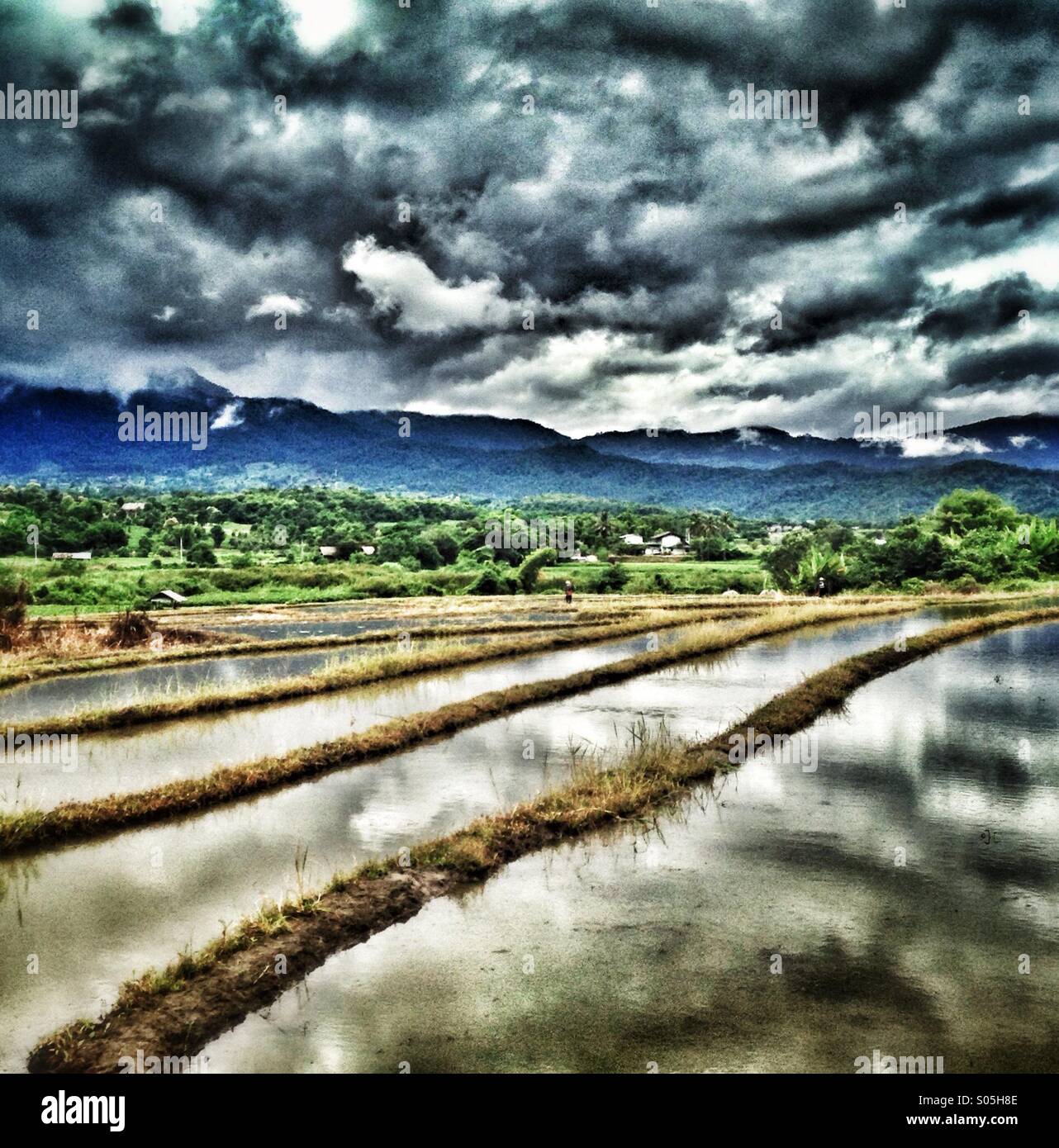 Paddy fields thailand hi-res stock photography and images - Alamy