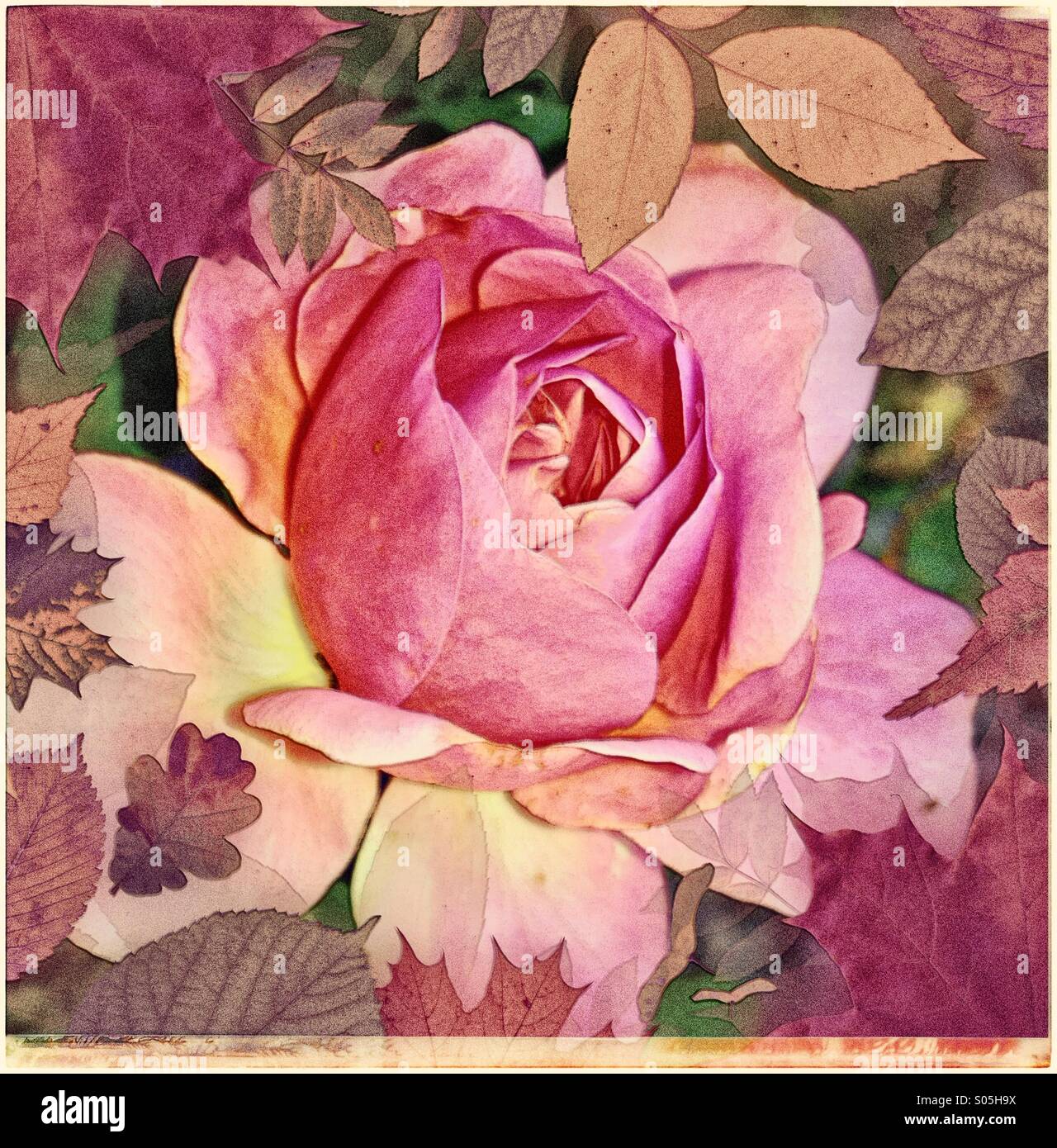 Pink Rose Close Up And Leaves Stock Photo - Alamy