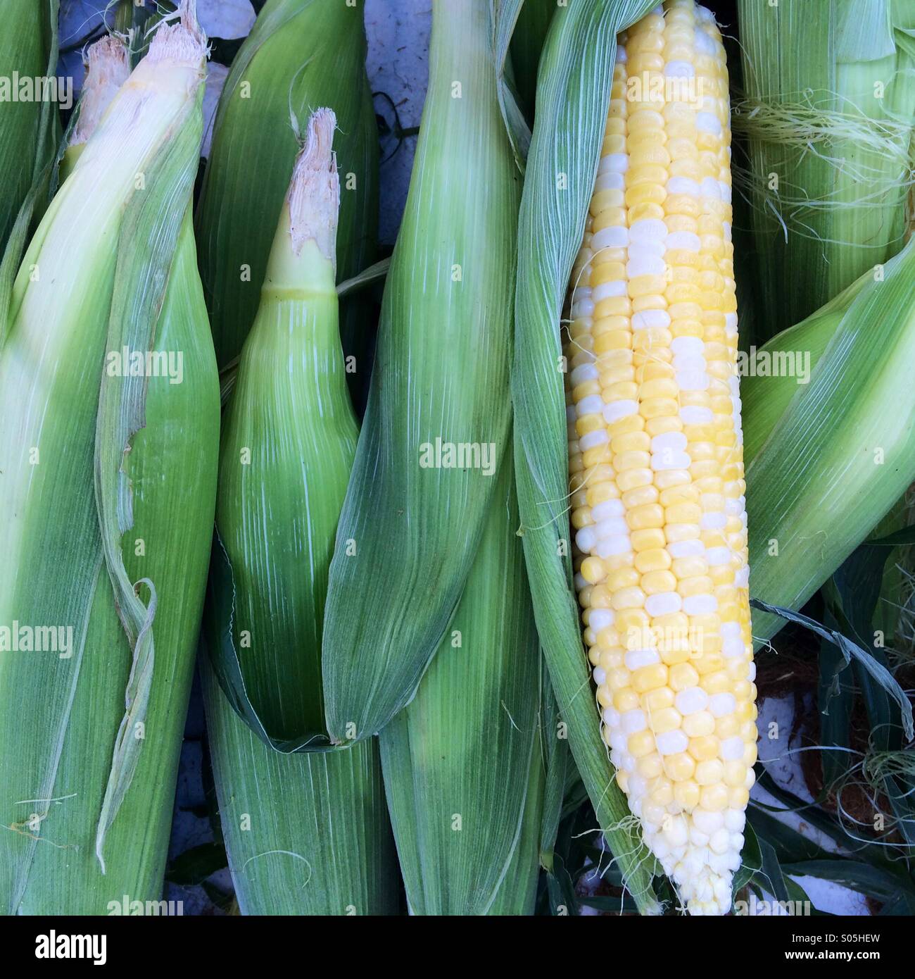 Corn Ears High Resolution Stock Photography and Images - Alamy