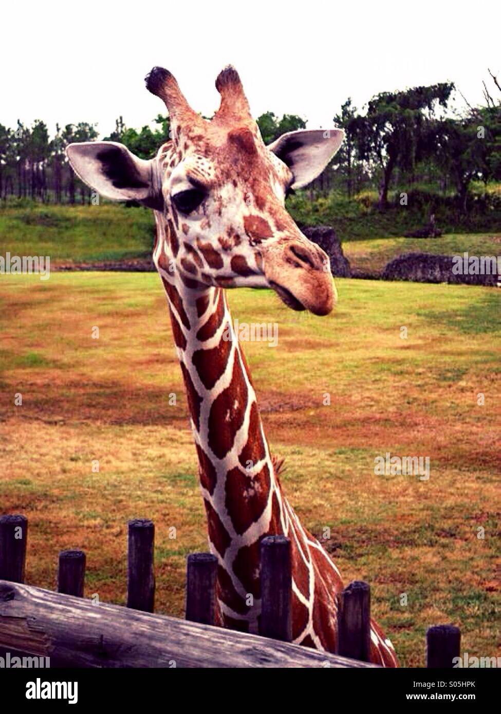 Mr giraffe hi-res stock photography and images - Alamy