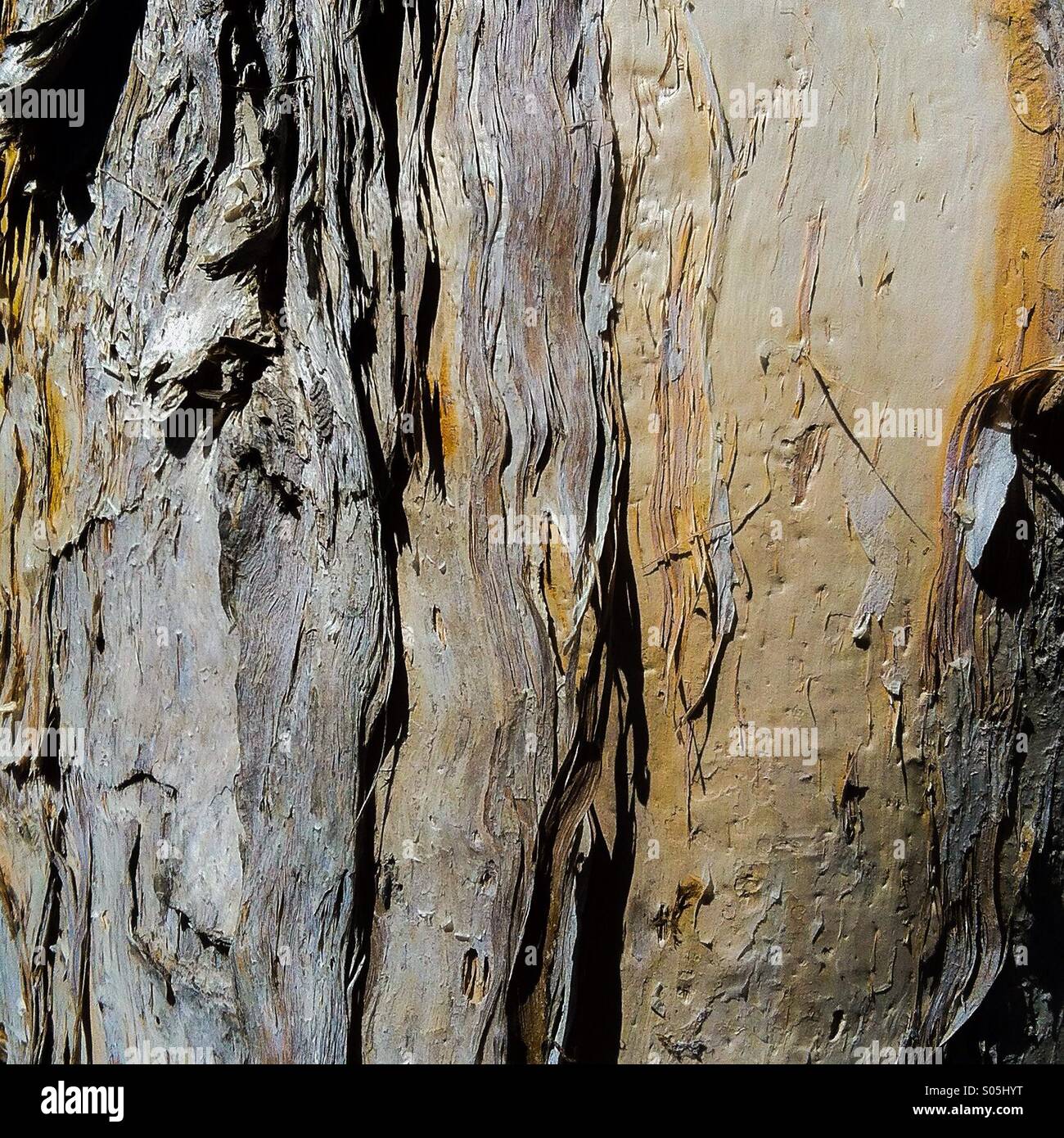 Paperbark tree hi-res stock photography and images - Alamy