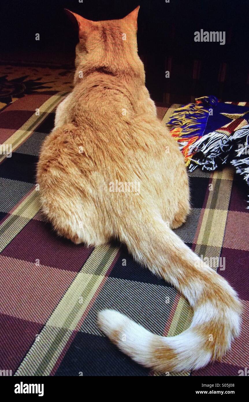 A cat from behind with his tail curled up Stock Photo - Alamy