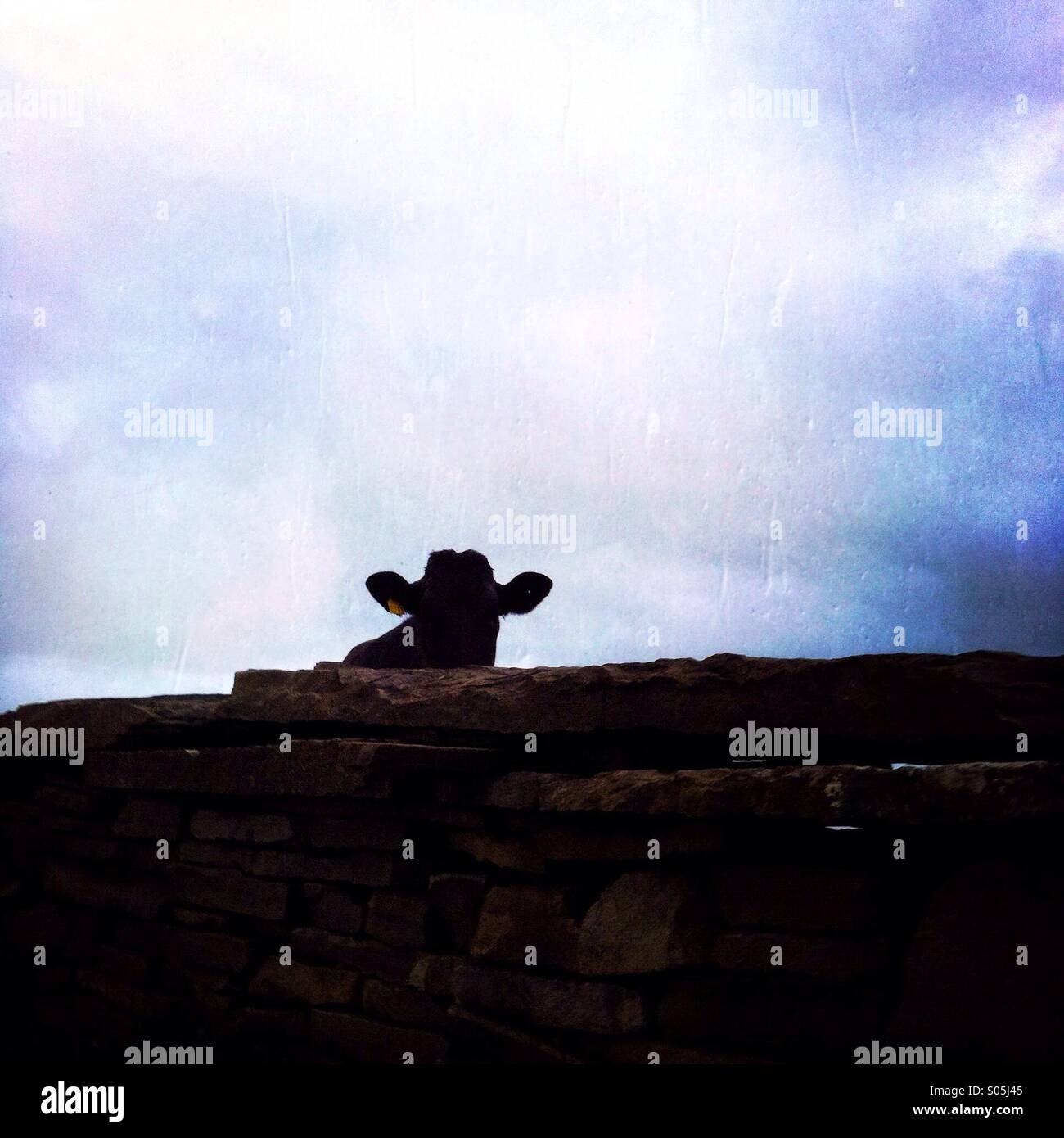 A silhouette of a cow's head looking over a wall. Doolin Ireland Stock ...