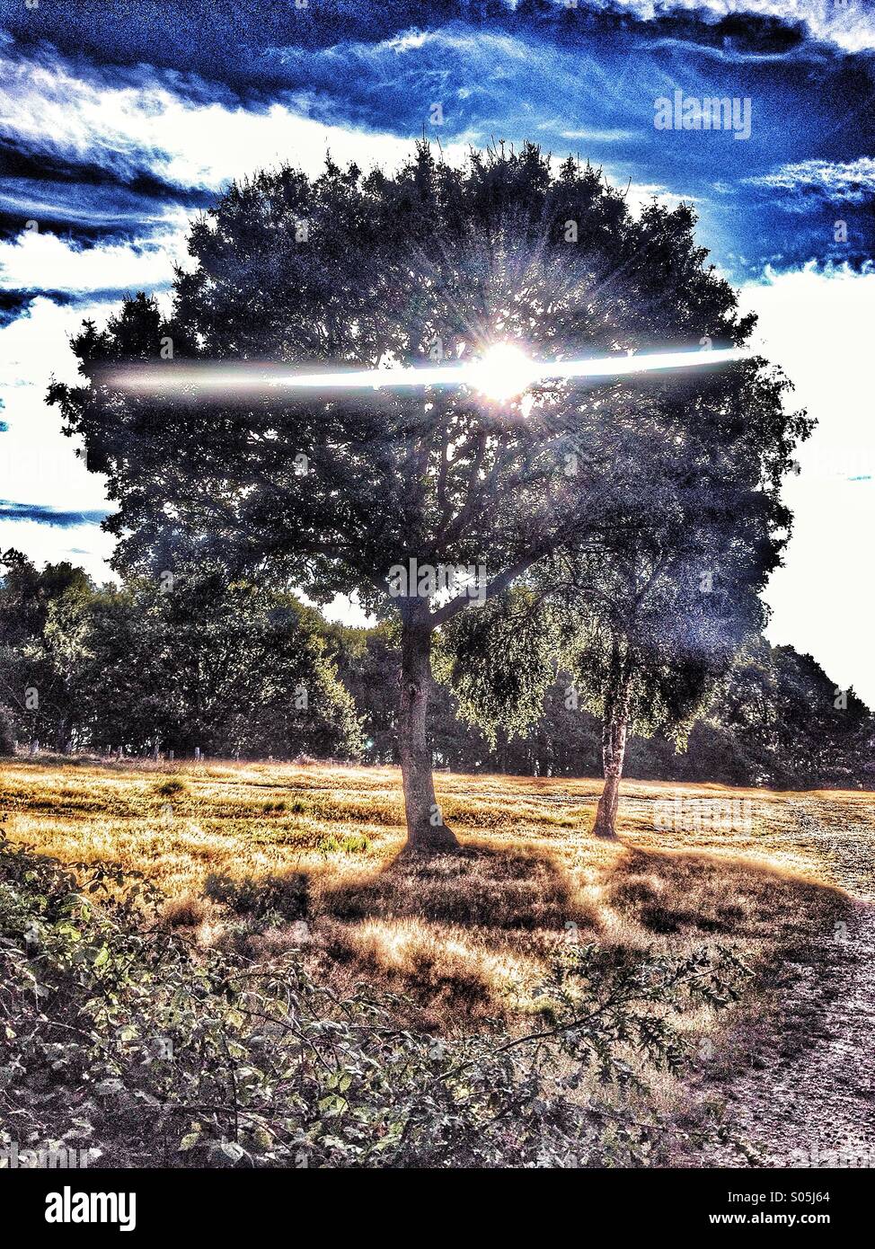 Tree on a common with sunshine streaming through it in the early ...