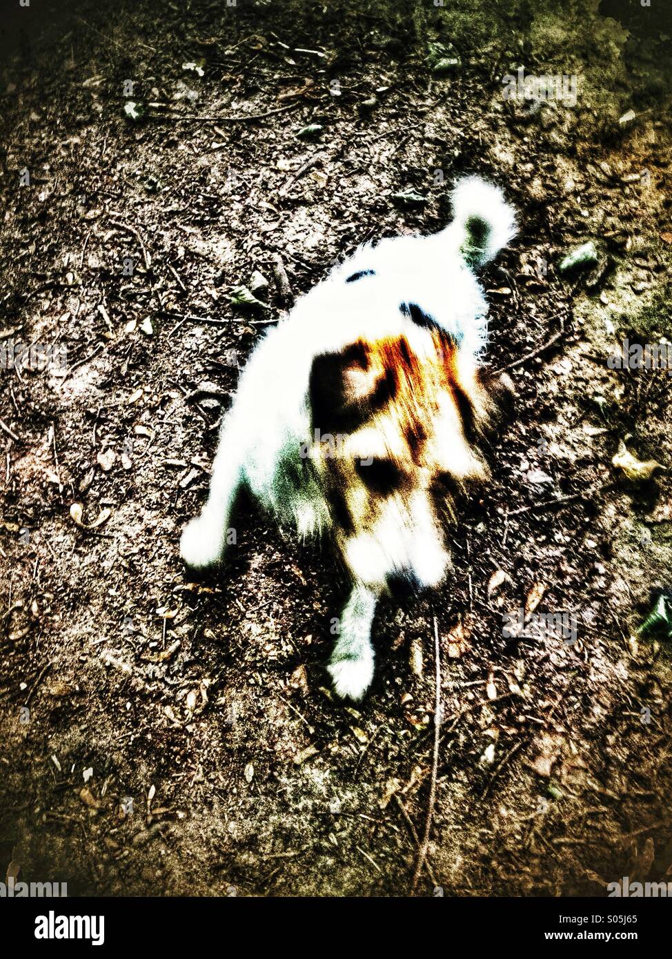 Moving a dog hi-res stock photography and images - Alamy