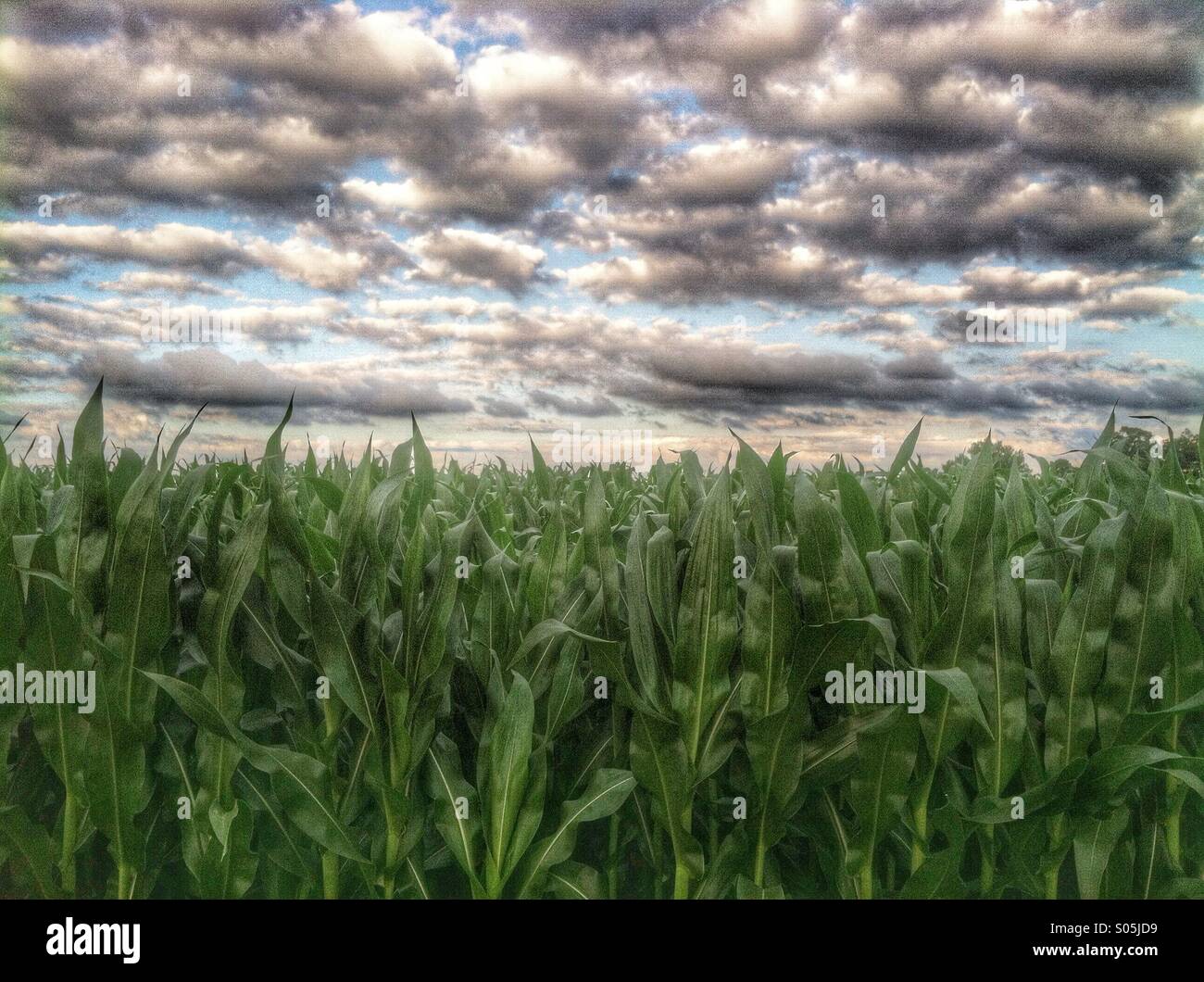 The Field of Corn Stock Photo - Alamy