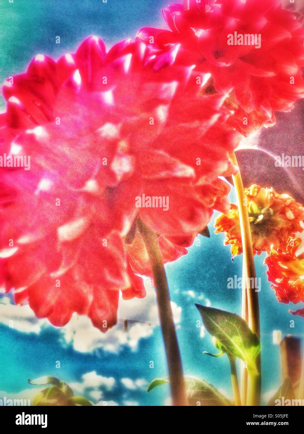 Red and Orange Dahlias Stock Photo - Alamy