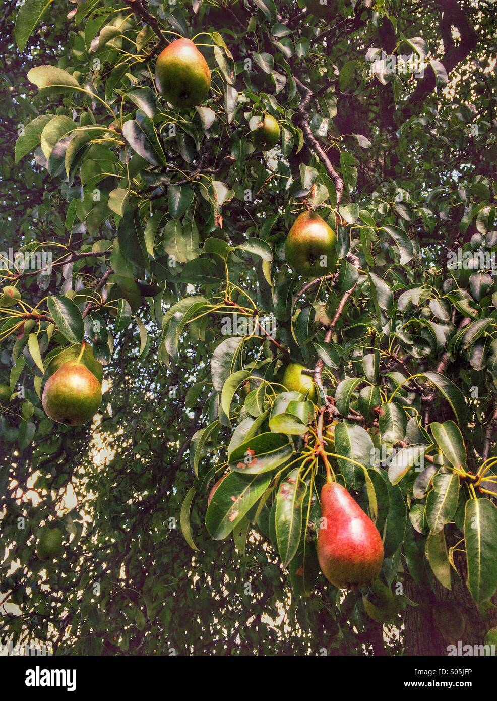 A pear tree Stock Photo - Alamy