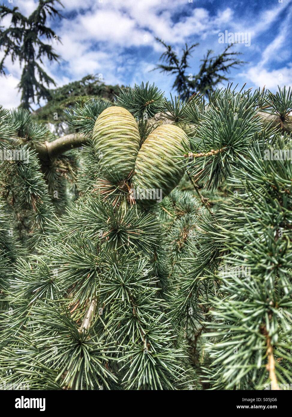 Immature pine cones in a tree Stock Photo - Alamy