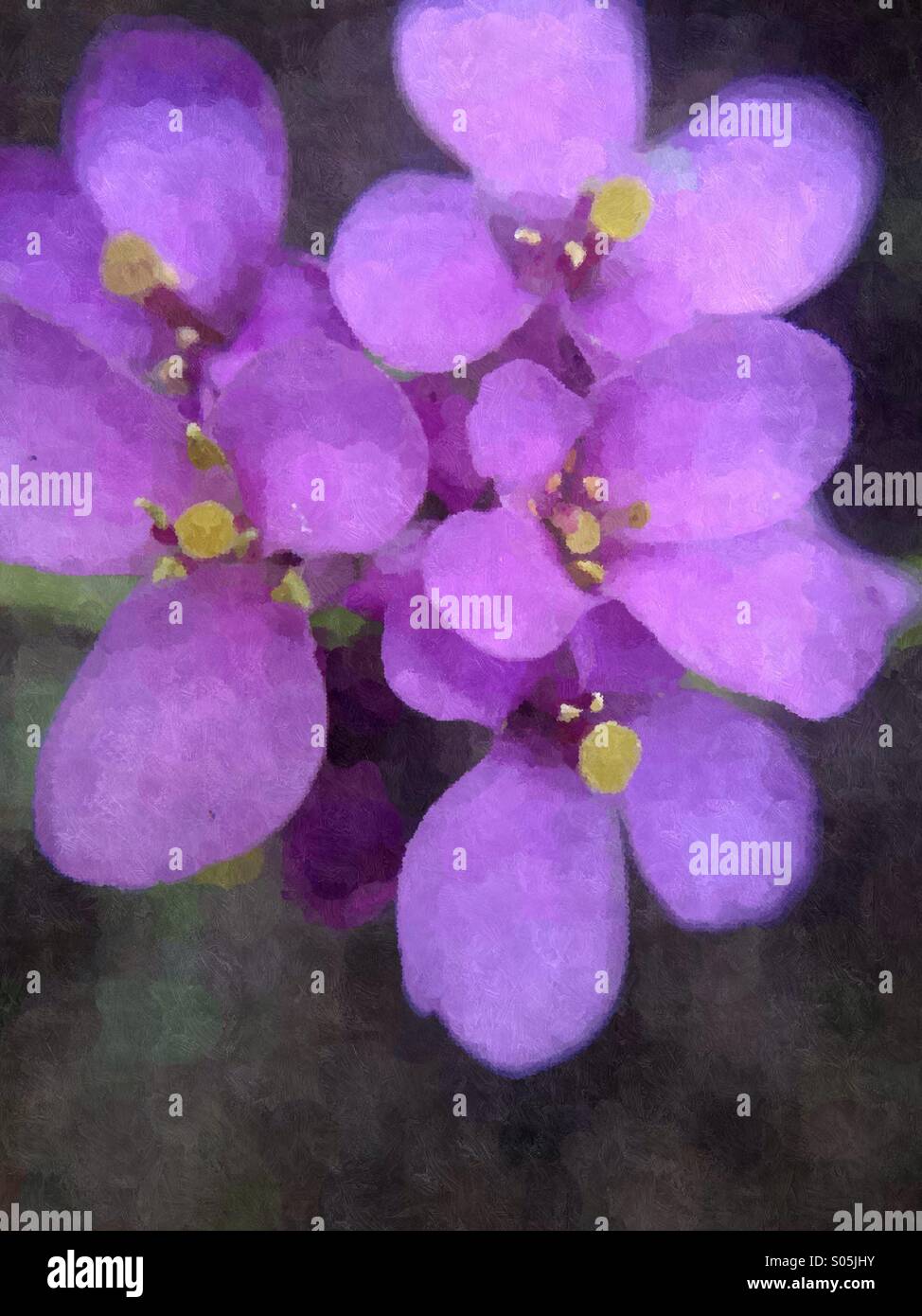 Candytuft with paint effect Stock Photo - Alamy