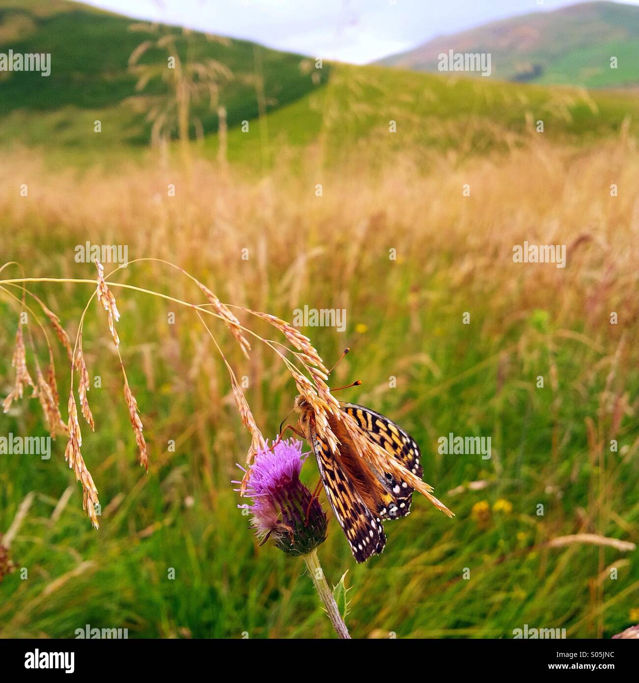 Scottish butterfly hi-res stock photography and images - Alamy
