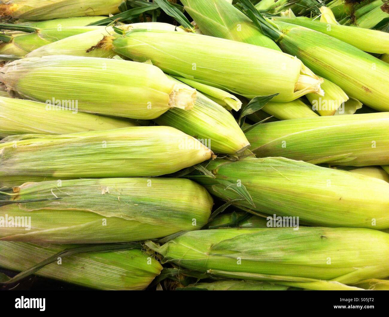 Picked corn pile hi-res stock photography and images - Alamy