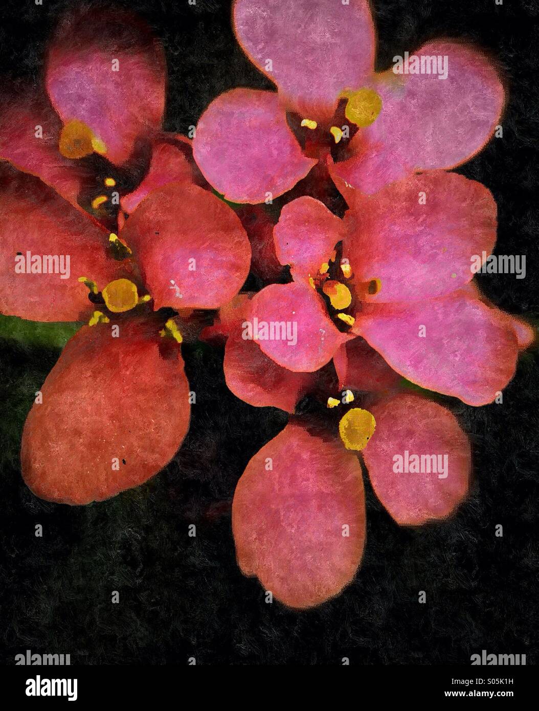 Pink candytuft hi-res stock photography and images - Alamy