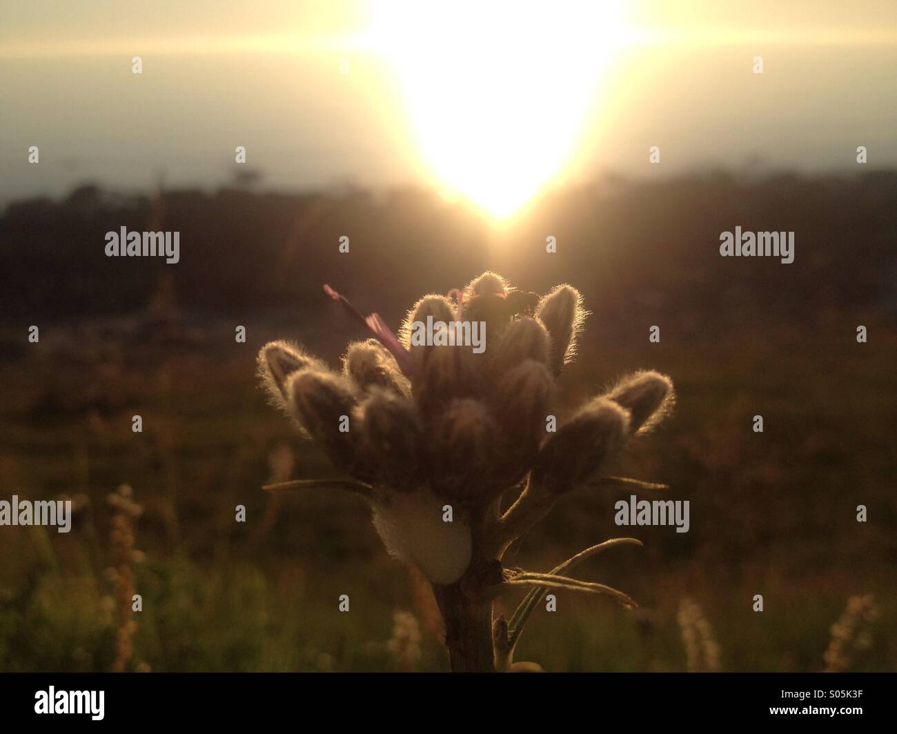 Flower and sunset by the sea Stock Photo - Alamy