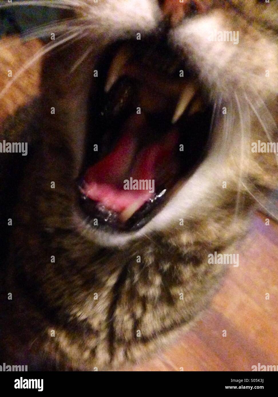 Grumpy feline hi-res stock photography and images - Alamy