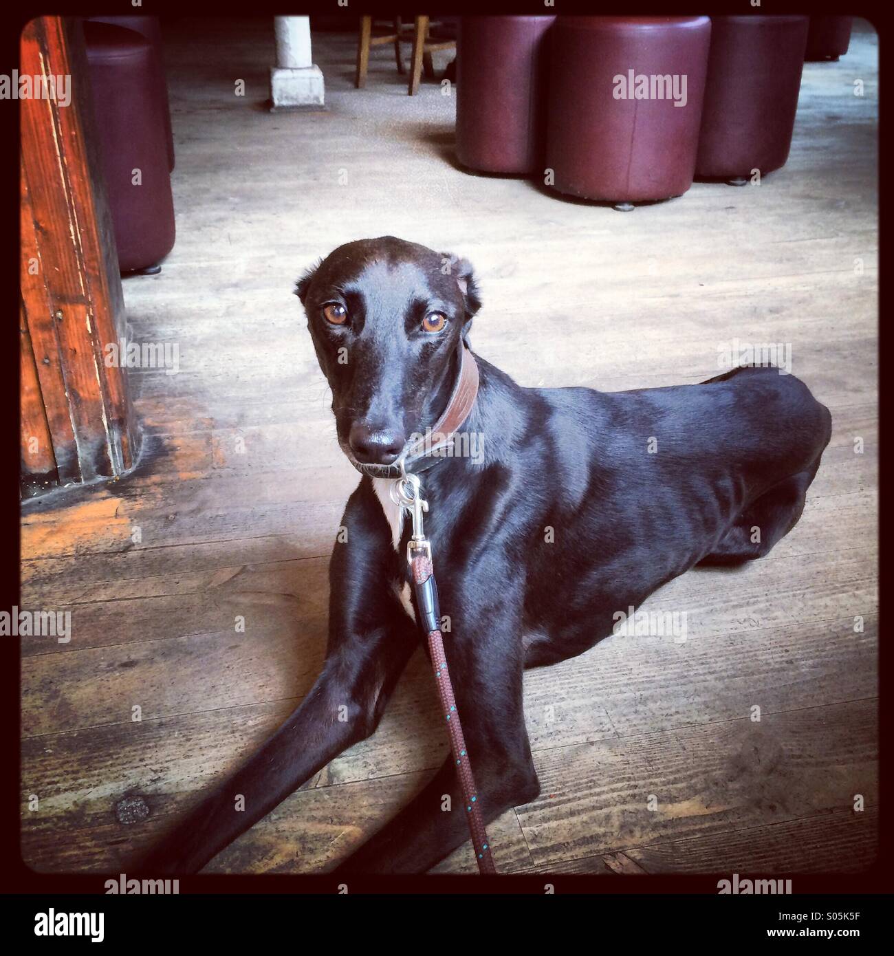 Dog sat hi-res stock photography and images - Alamy