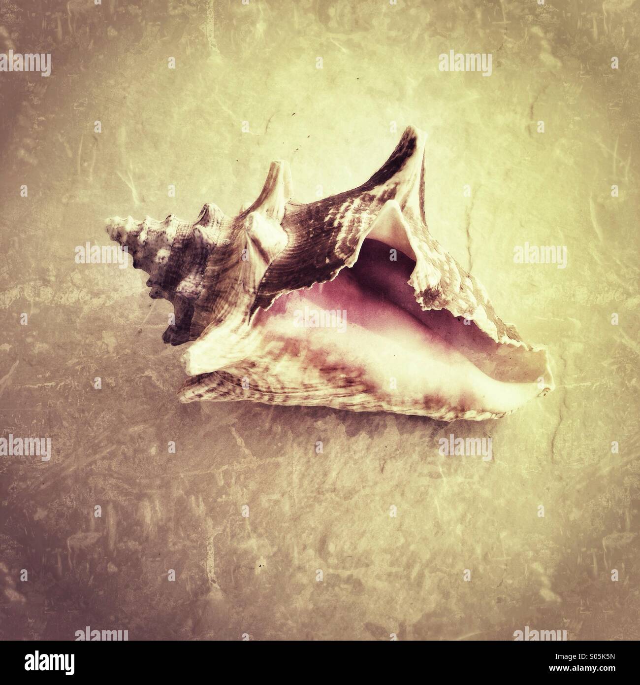 Pink conch hi-res stock photography and images - Alamy