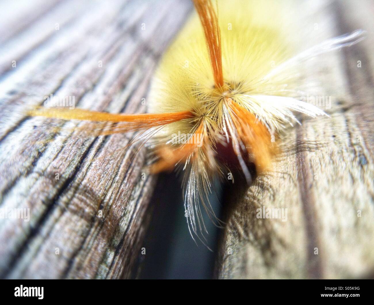 Fuzzy caterpillar hi-res stock photography and images - Alamy