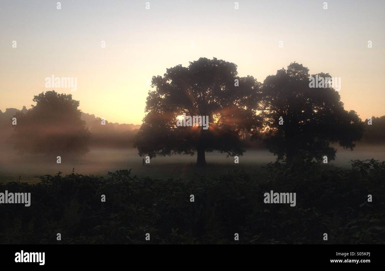 Oak tree with sun rays in misty morning hi-res stock photography and ...