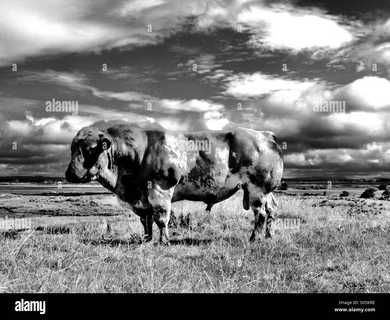 Bull anatomy hi-res stock photography and images - Alamy
