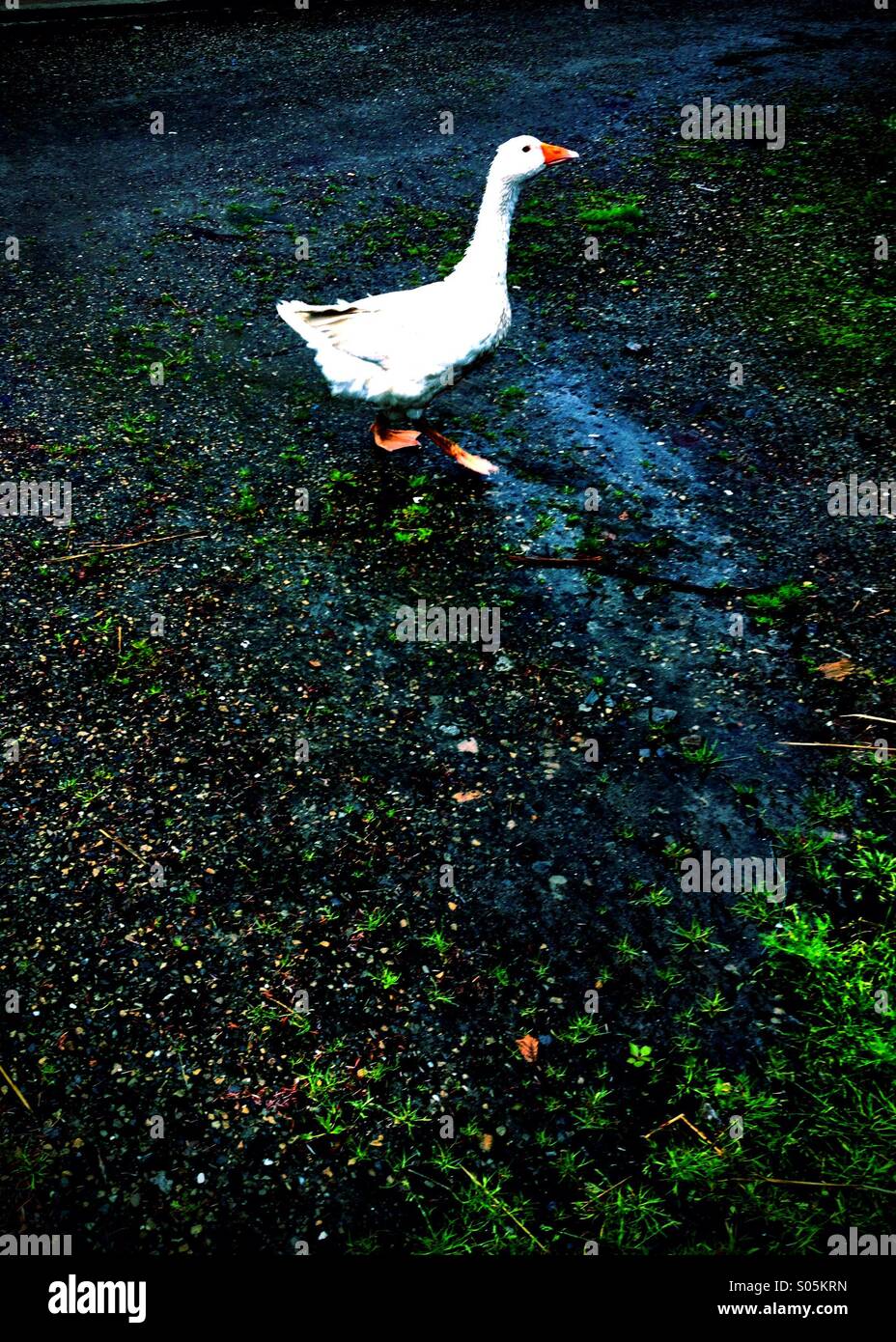 Wet goose hi-res stock photography and images - Alamy