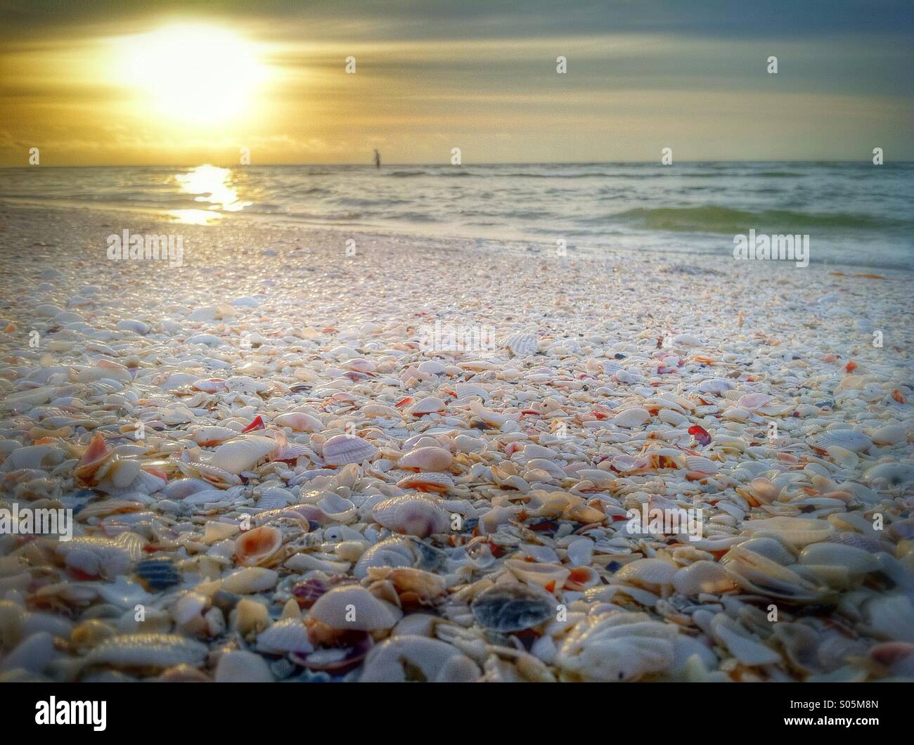 Sanibel island florida and shells hi-res stock photography and images ...