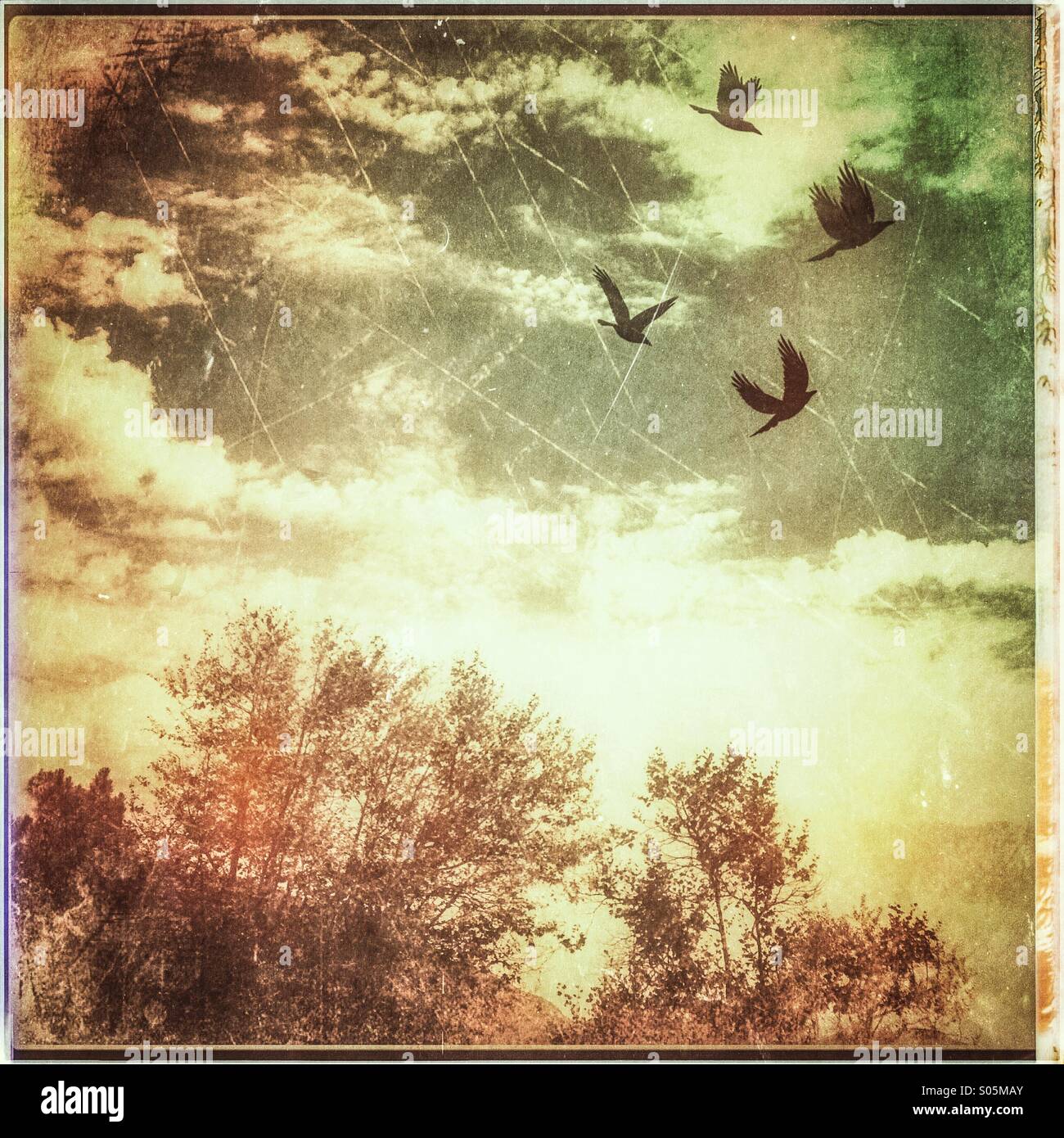Birds Fly In Clouds High Resolution Stock Photography and Images - Alamy