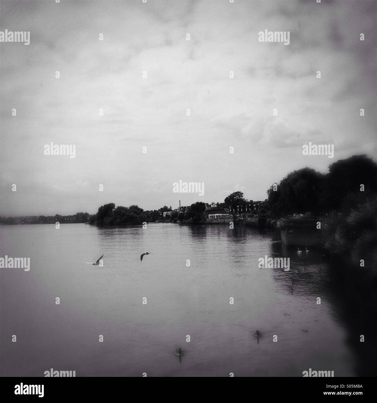 Birds london flying hi-res stock photography and images - Alamy