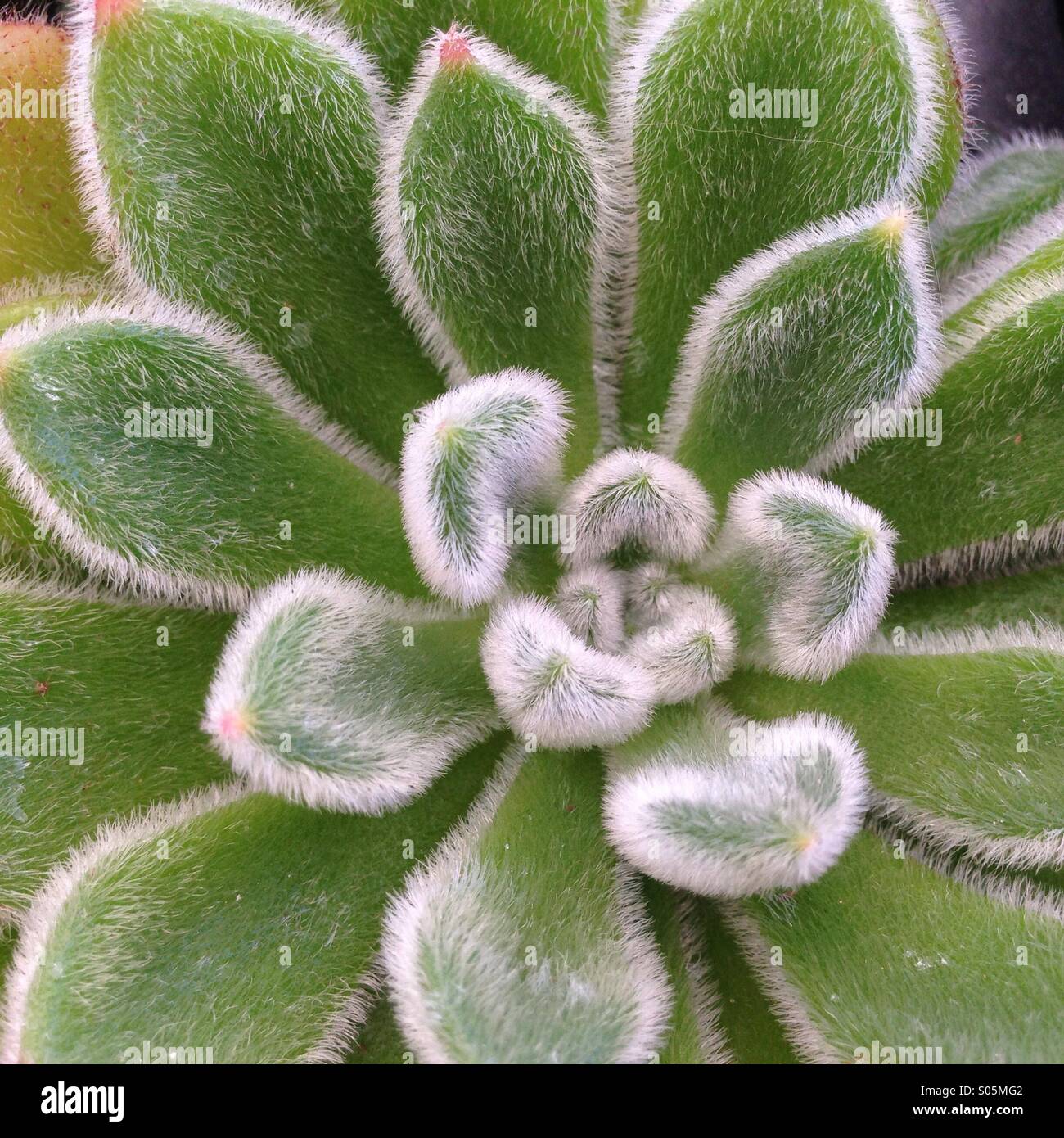 Types Of Fuzzy Succulents