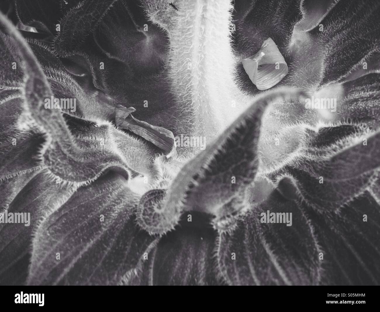 Drooping head hi-res stock photography and images - Alamy