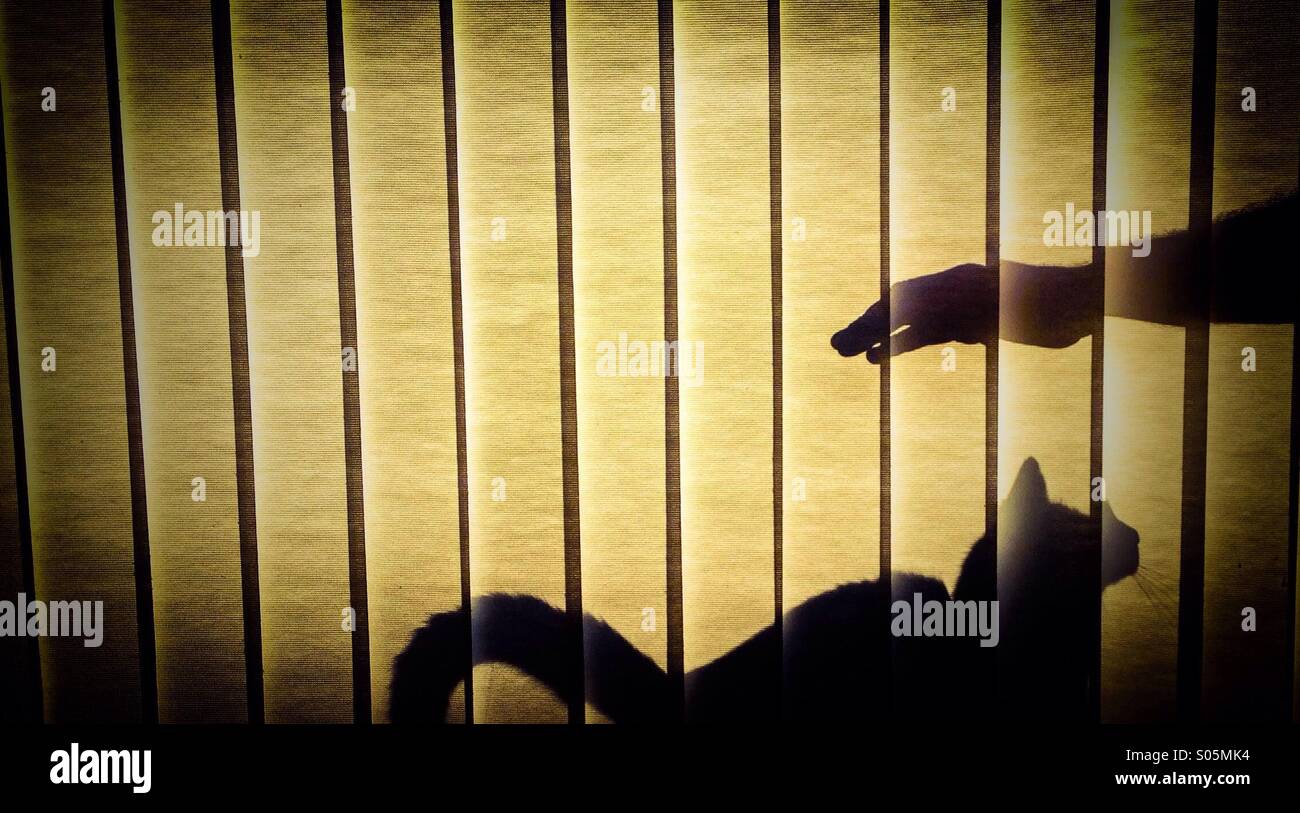 Cat and blinds hi-res stock photography and images - Alamy