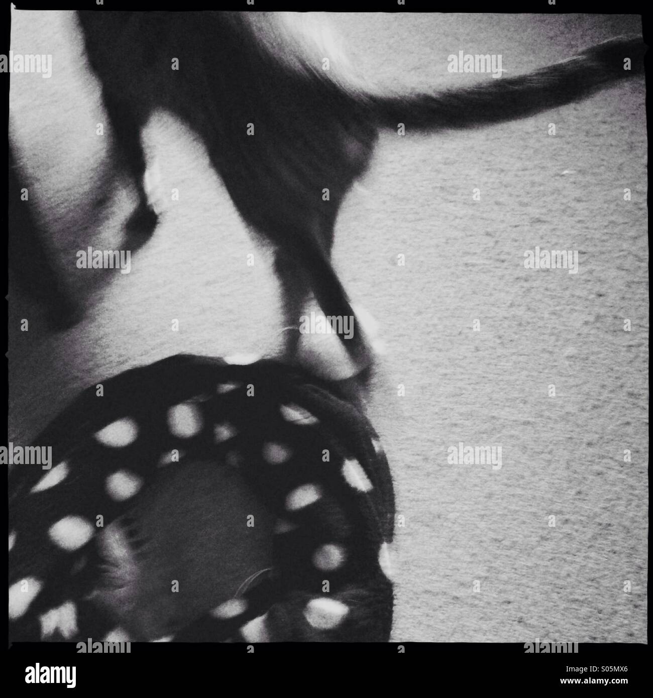 Cat walk hi-res stock photography and images - Alamy