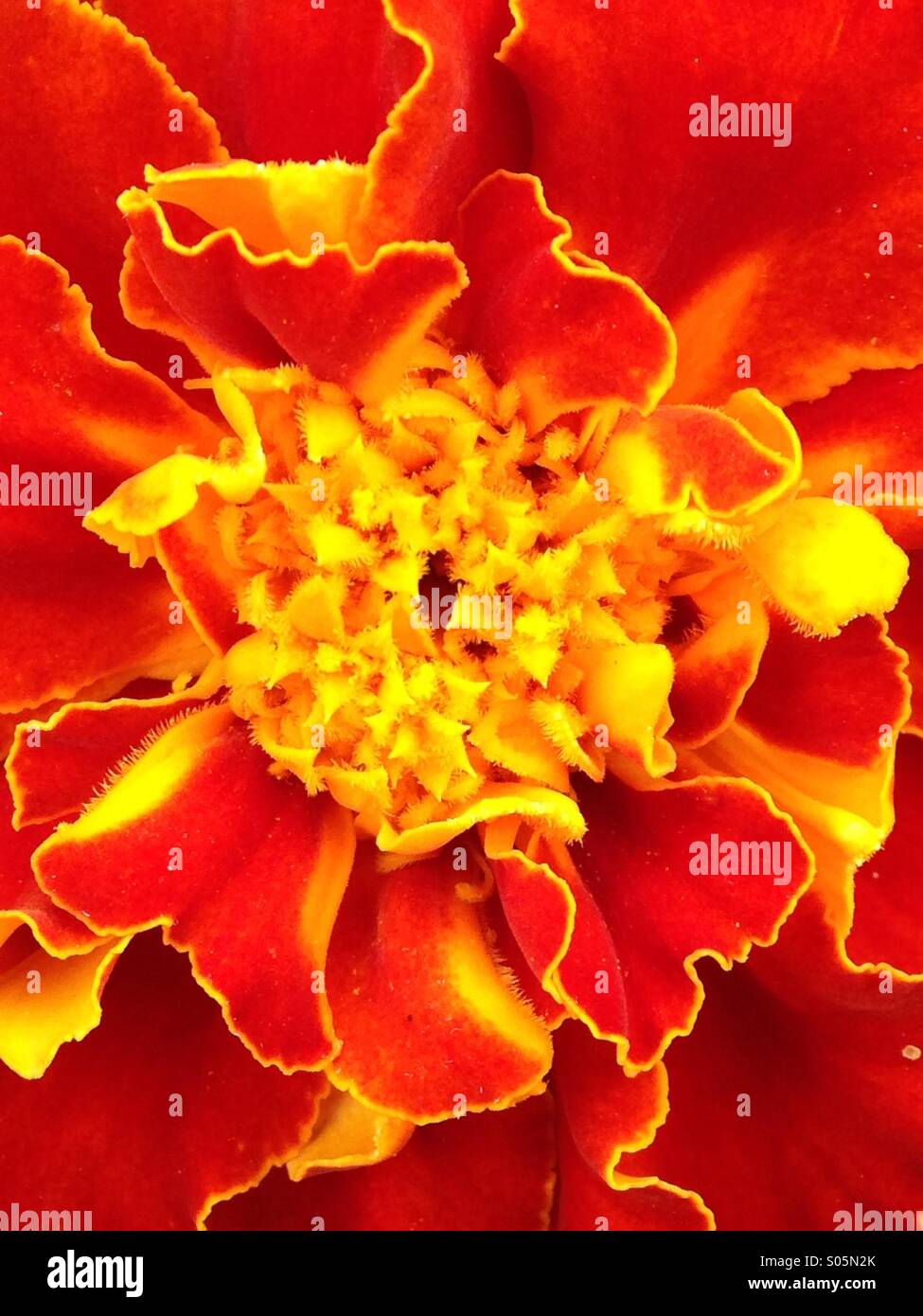 Marigold close up hi-res stock photography and images - Alamy
