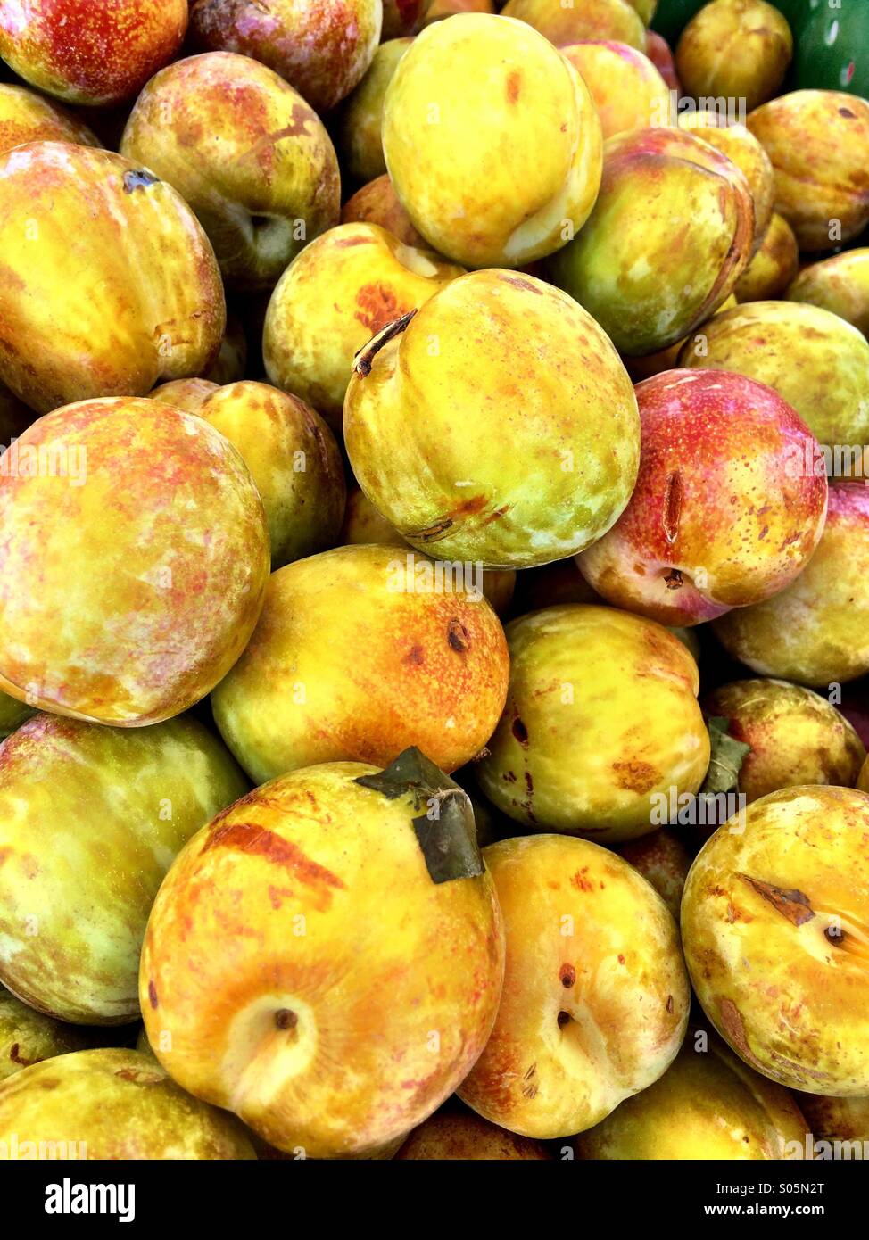 Pluots (half plums and half apricots) Flavor Grenade Variety Stock ...