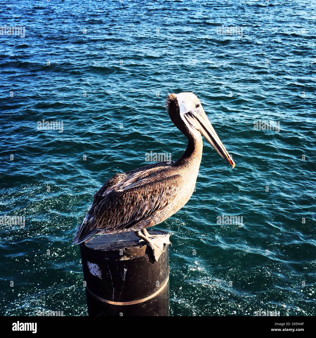 Pelican on pier at ocean Stock Photo - Alamy