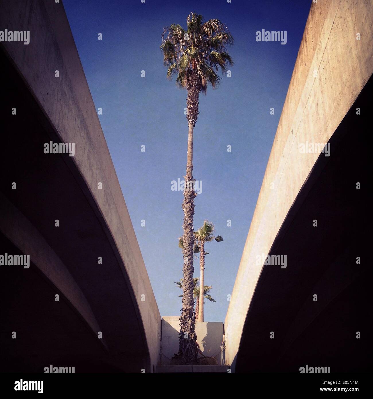 Palm tree between freeway lanes in Santa Barbara, CA Stock Photo - Alamy