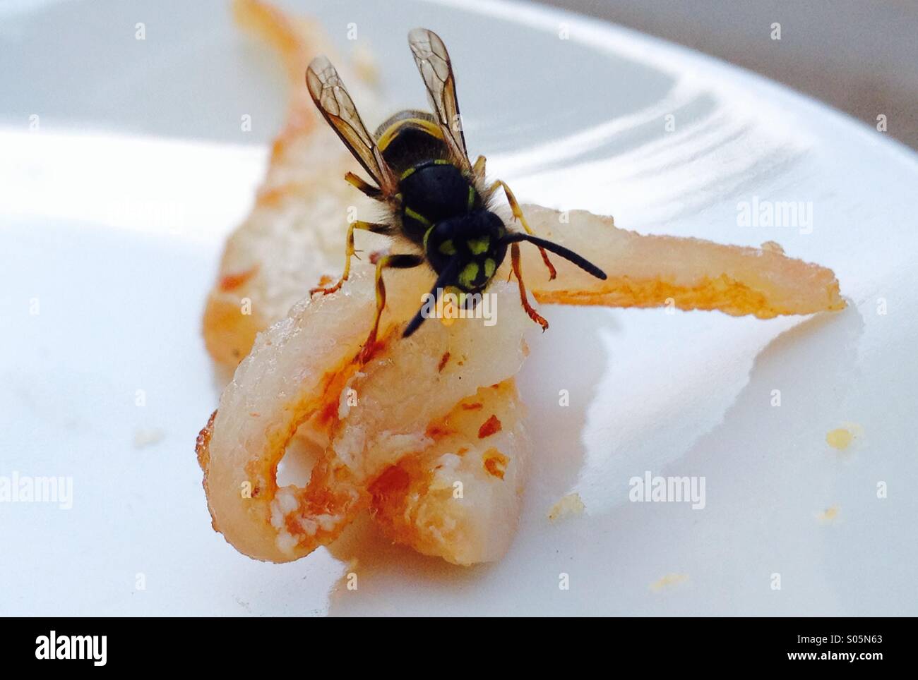 Wasp on left over food Stock Photo - Alamy