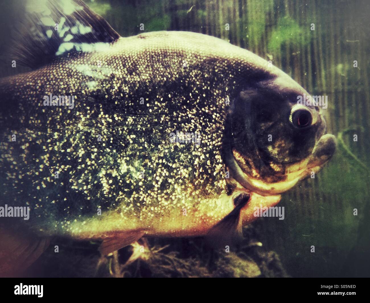 Omnivore teeth hi-res stock photography and images - Alamy