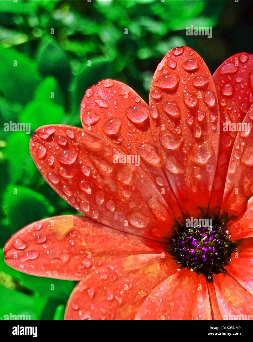Red cape flower hi-res stock photography and images - Alamy