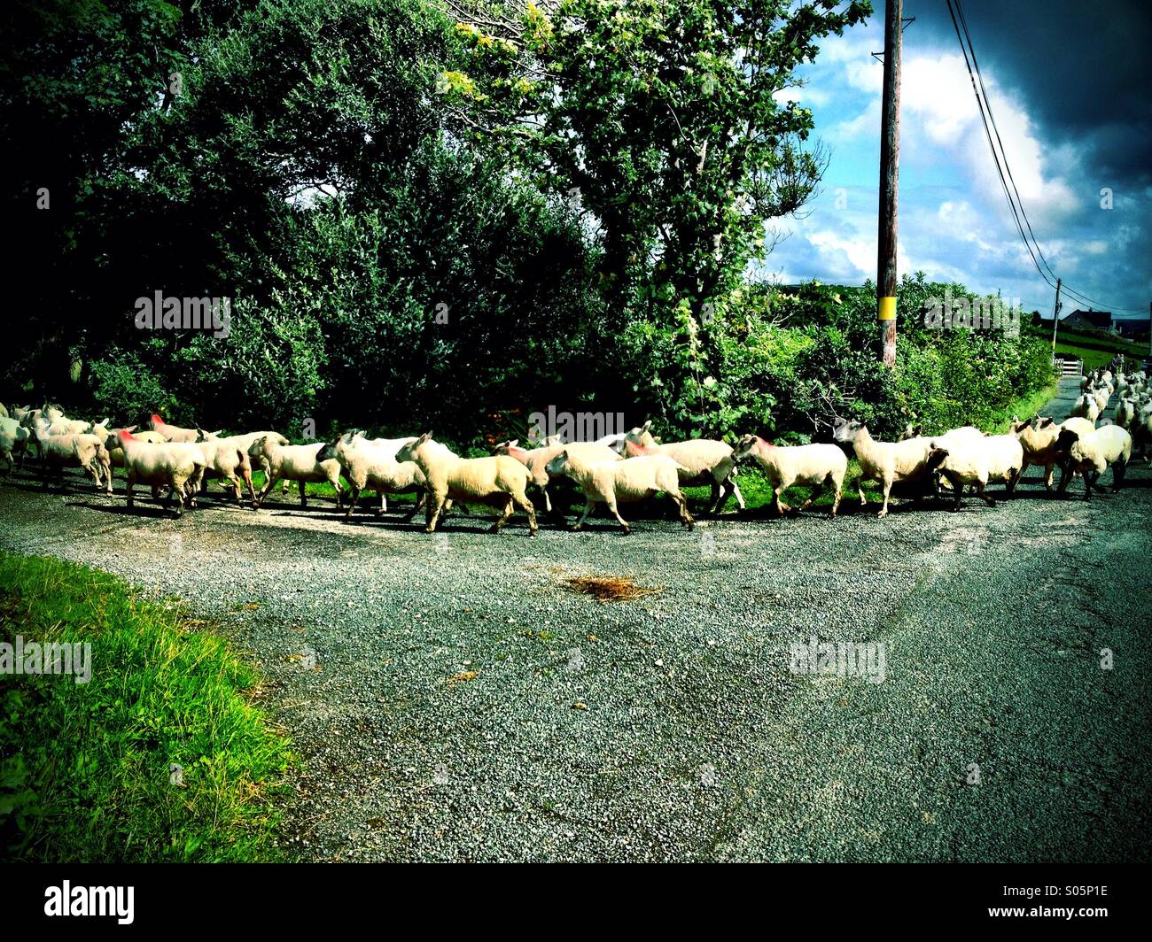 Sheep run hi-res stock photography and images - Alamy