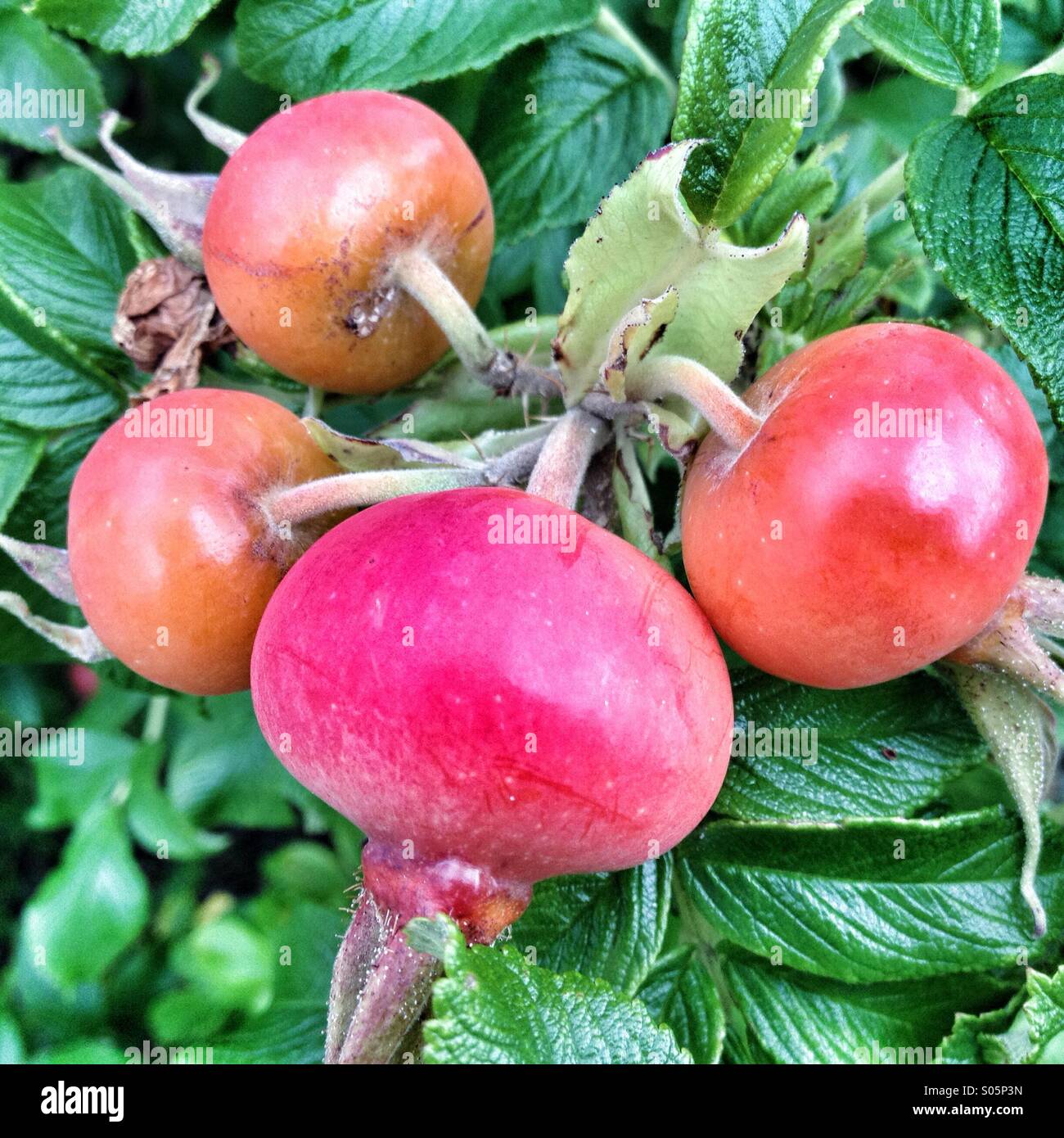 Orange hips hi-res stock photography and images - Alamy