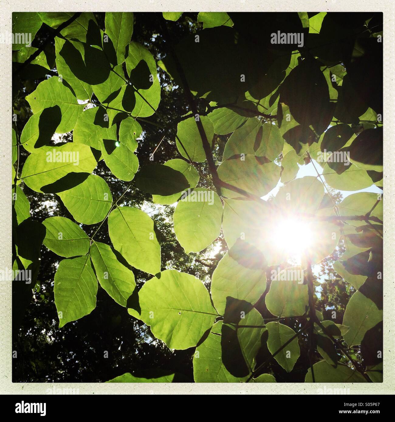 Photosynthesis Leaves Sun High Resolution Stock Photography and Images ...