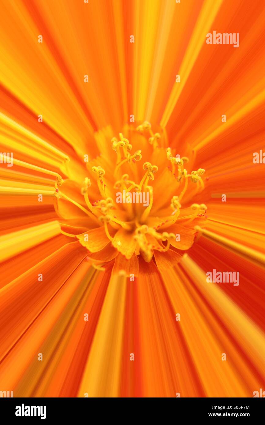 Abstract photo of a marigold flower Stock Photo - Alamy