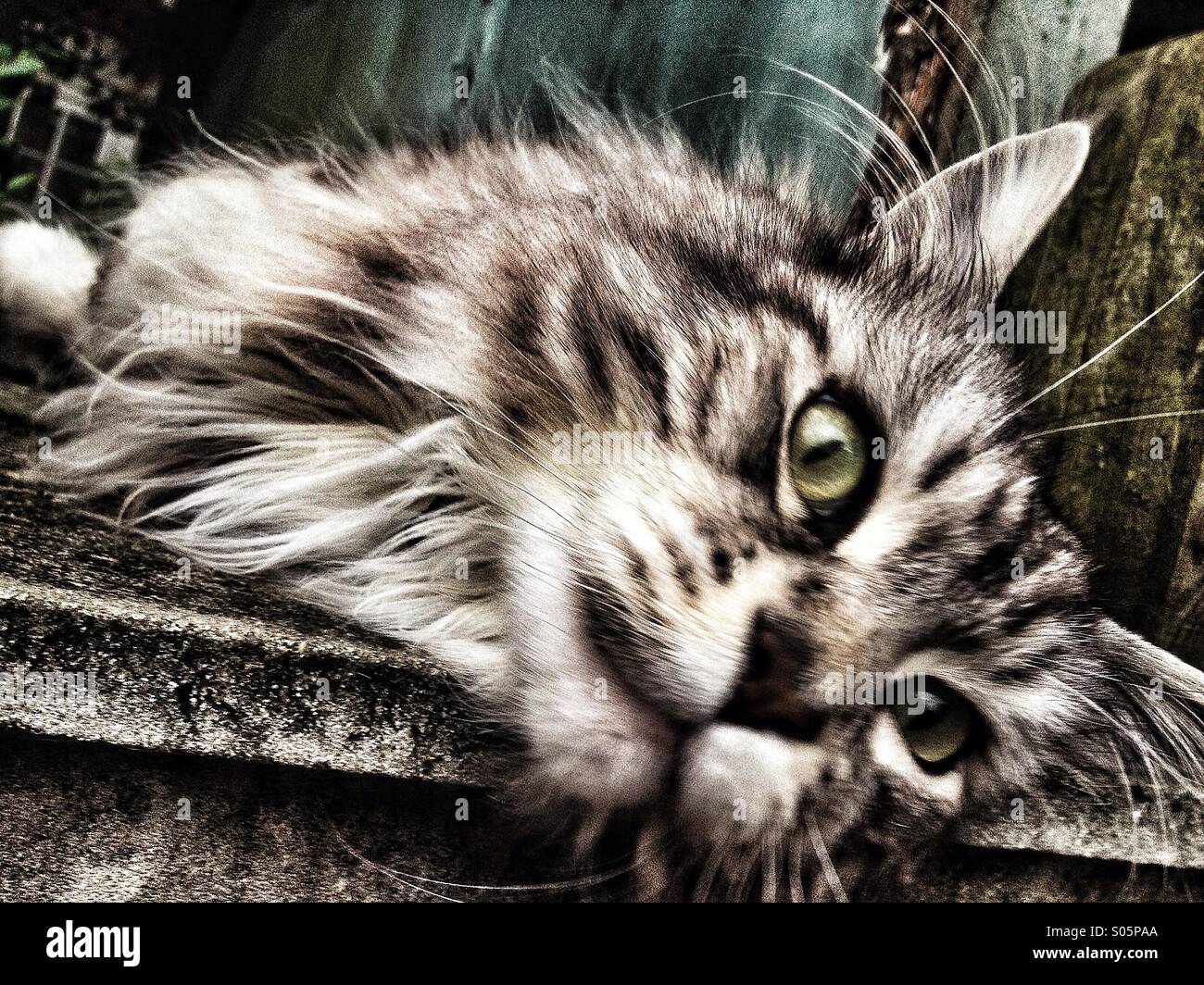 Cat lying on side with staring eyes Stock Photo - Alamy